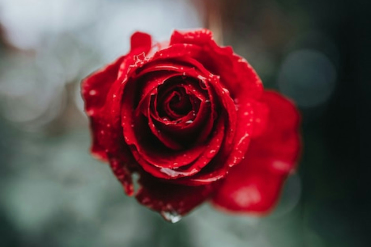 Se innaffi così le rose le foglie restano asciutte e la pianta è più ...